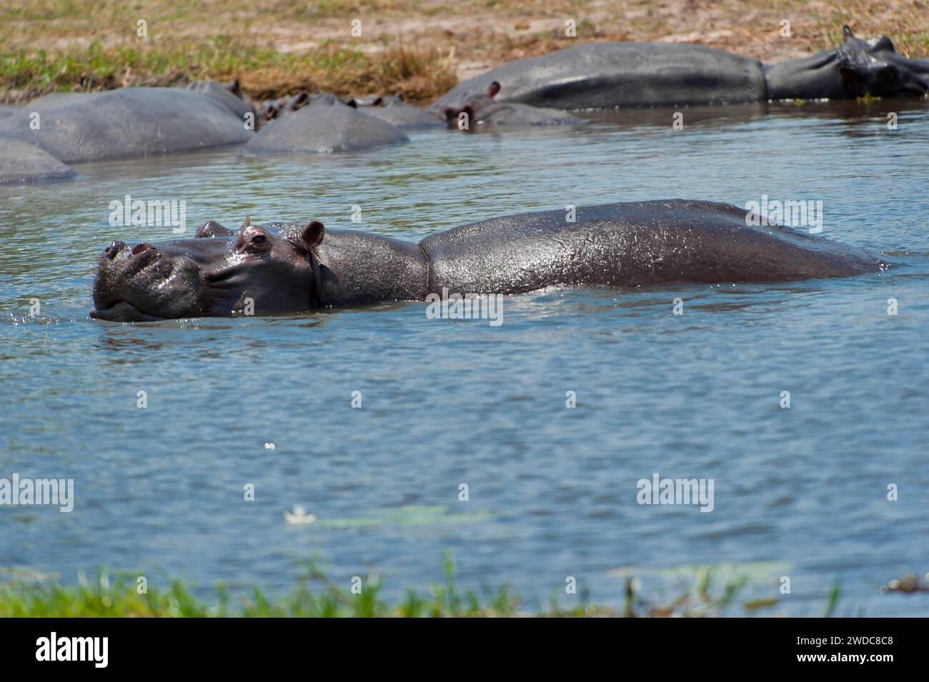 Hippopotamus (Hippopotamus amphibius), hippopotamus, danger, dangerous ...