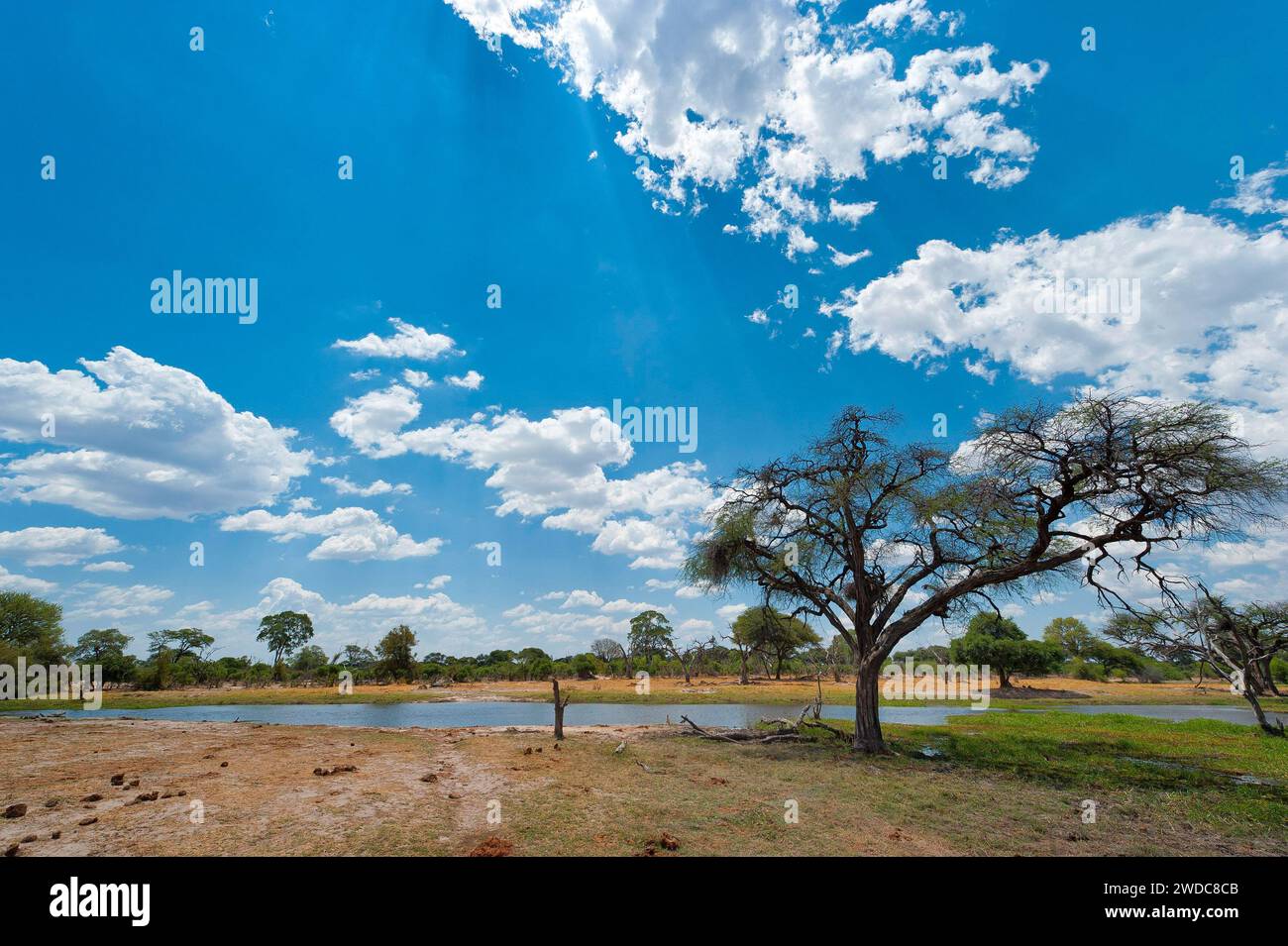 Bizarre landscape in the Khwai river area of the Moremi National Park ...