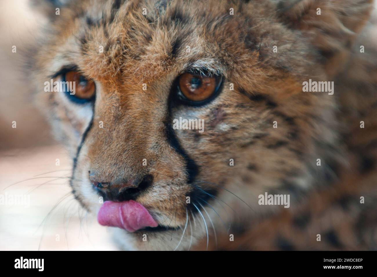 A 6-month-old cheetah (Acinonyx jubatus), young animal, predator, big ...