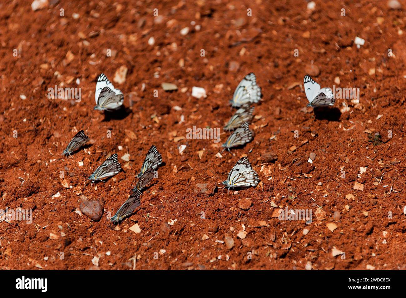 Swarm of white butterflies, marbled white (Melanargia galathea) on red ...
