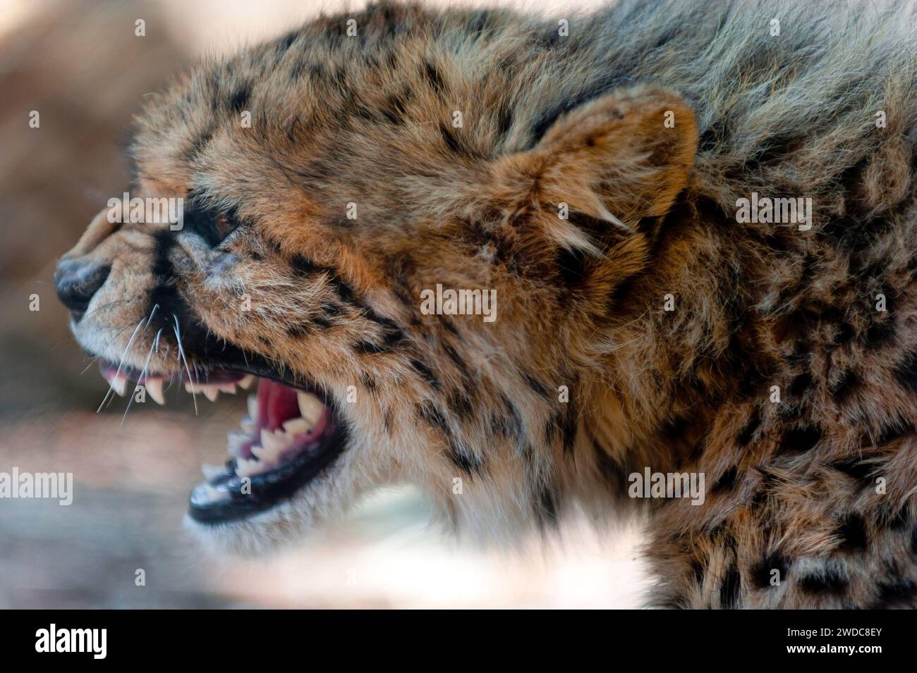 6 month old cheetah hi-res stock photography and images - Alamy