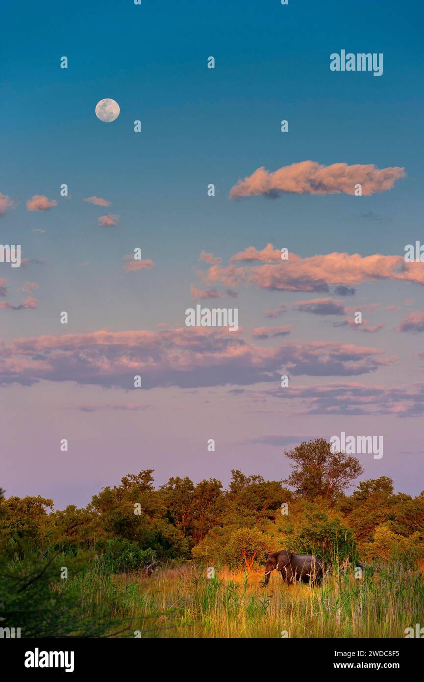 African elephant (Loxodonta africana), fauna, free-living, wild ...