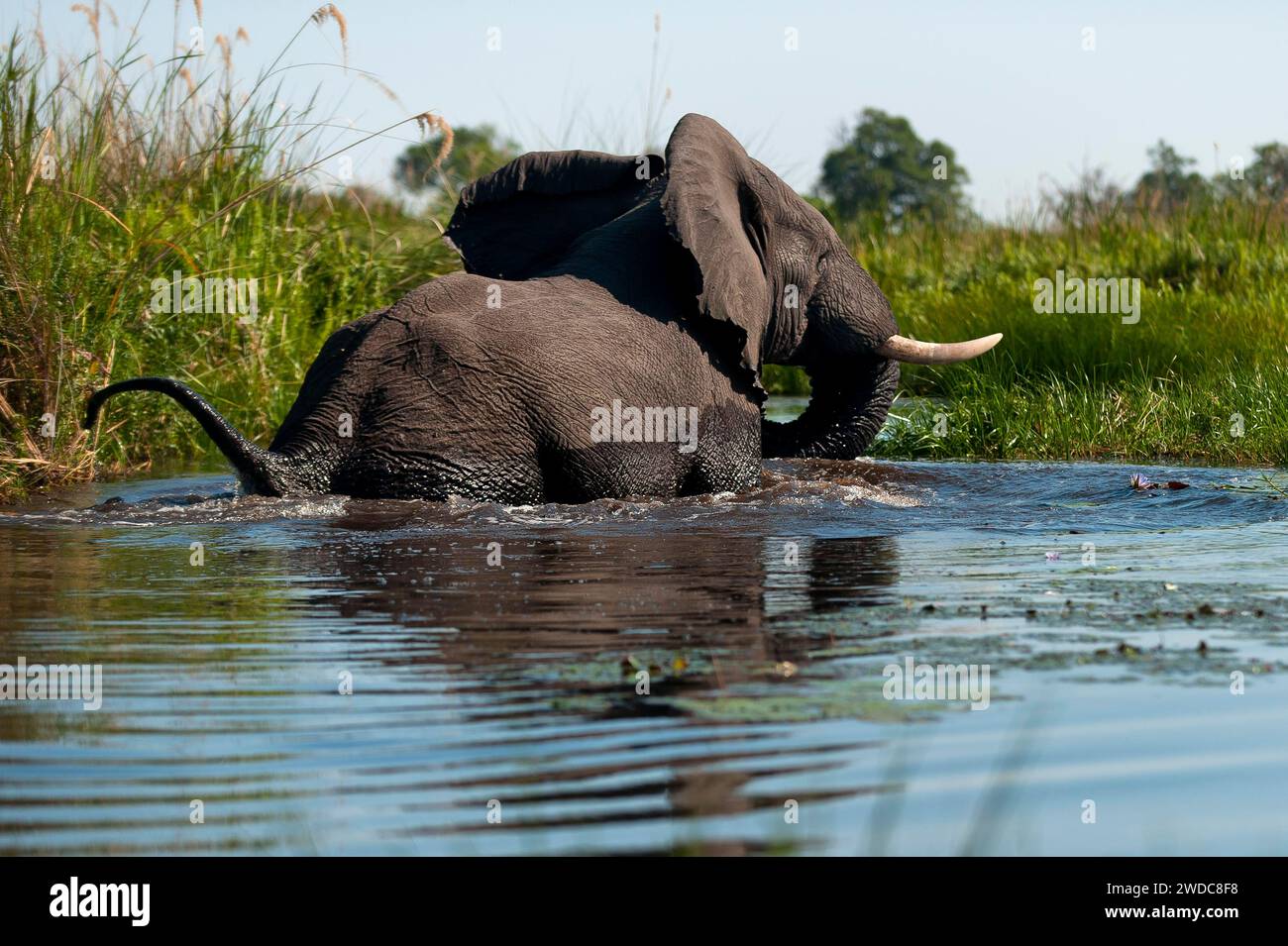 Elephant (Loxodonta africana), on the run, fear, danger, running, river ...