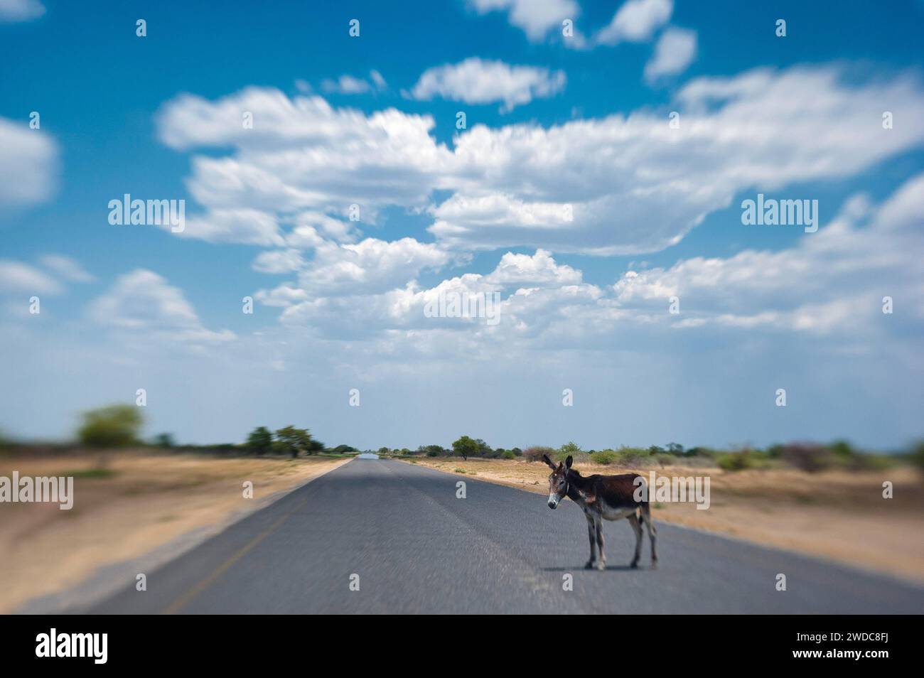 African donkey (Equus africanus) on the highway, road, animal, danger ...