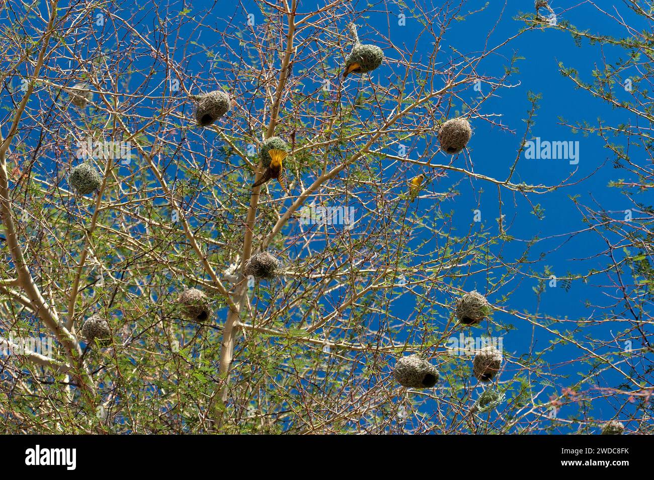 Group nest hi-res stock photography and images - Alamy