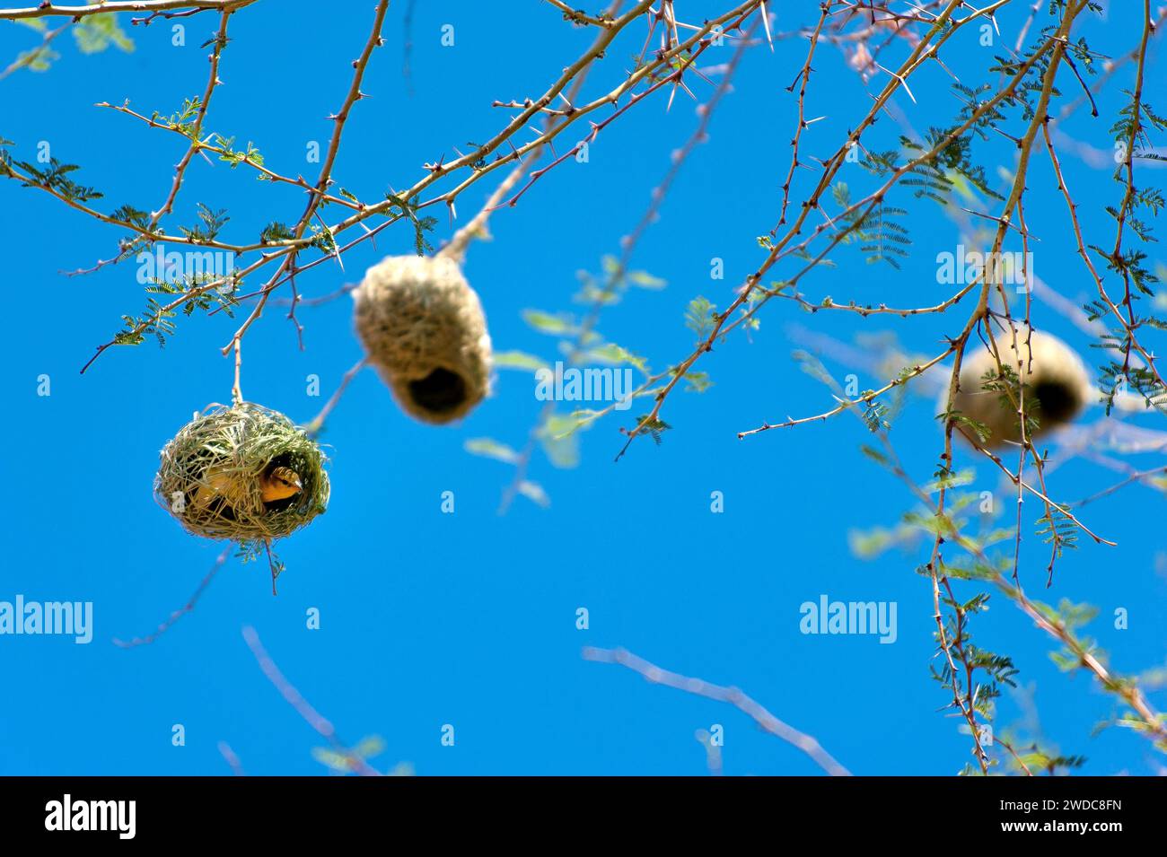 Group nest hi-res stock photography and images - Alamy