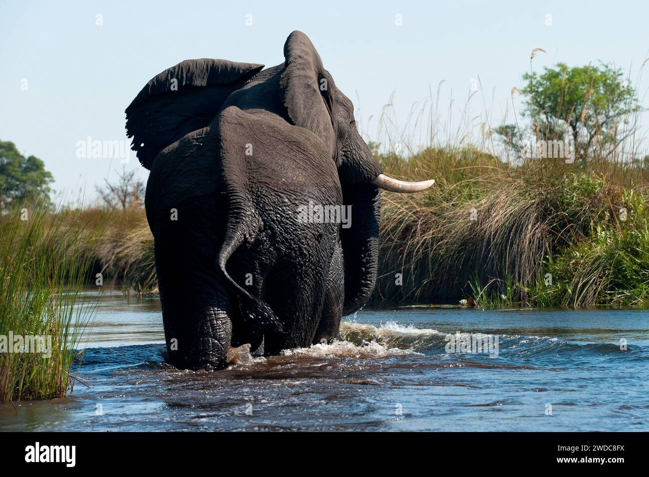 Elephant (Loxodonta africana), on the run, fear, danger, running, river ...