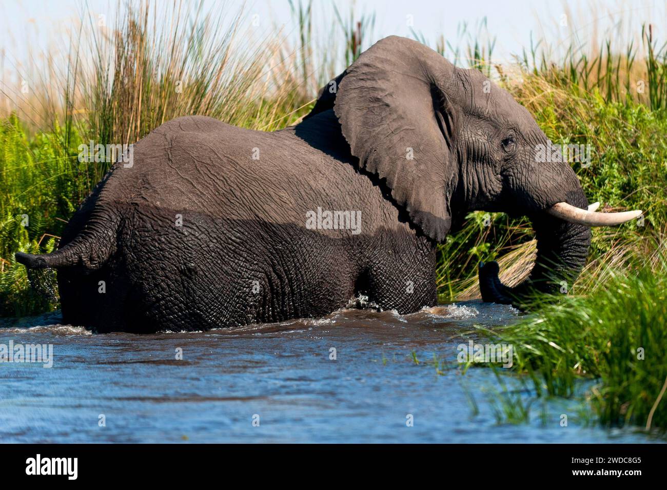 Elephant (Loxodonta africana), on the run, fear, danger, running, river ...