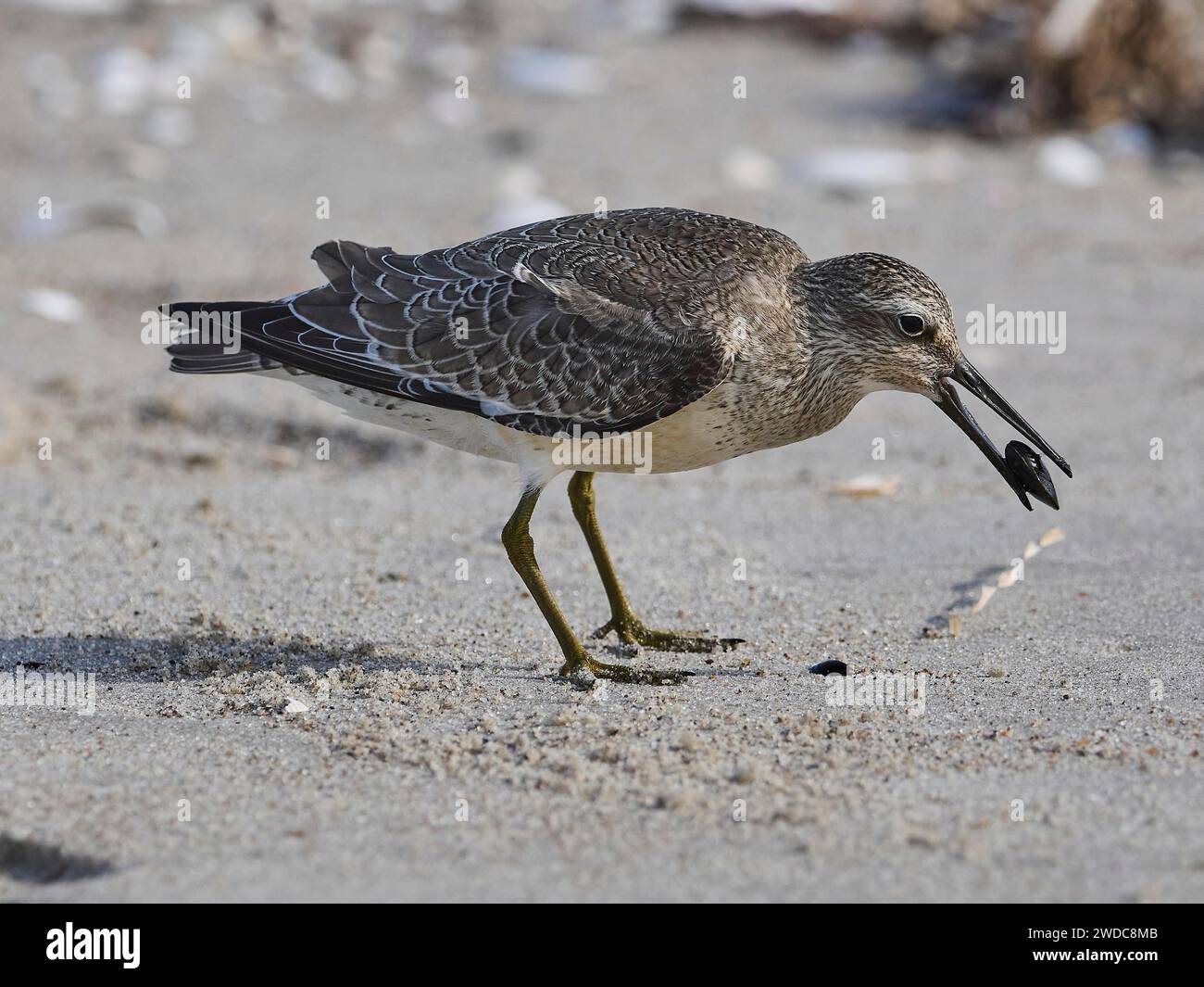 A sandpiper with grey-brown plumage searches for food in the sand, bar ...