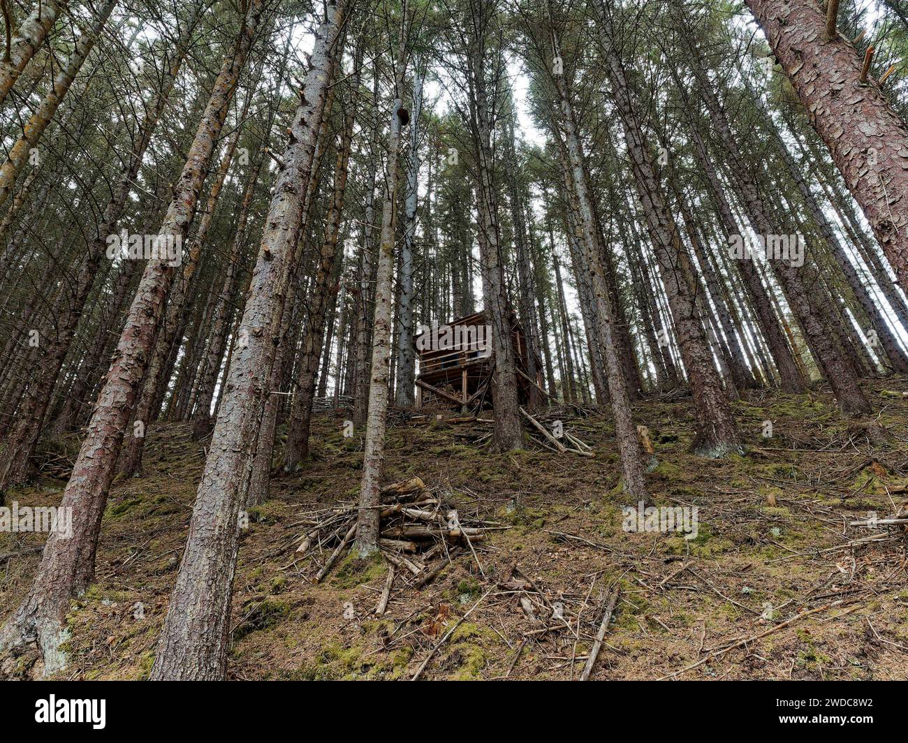 A raised hide between tall trees in a dense forest near Loch Ness ...