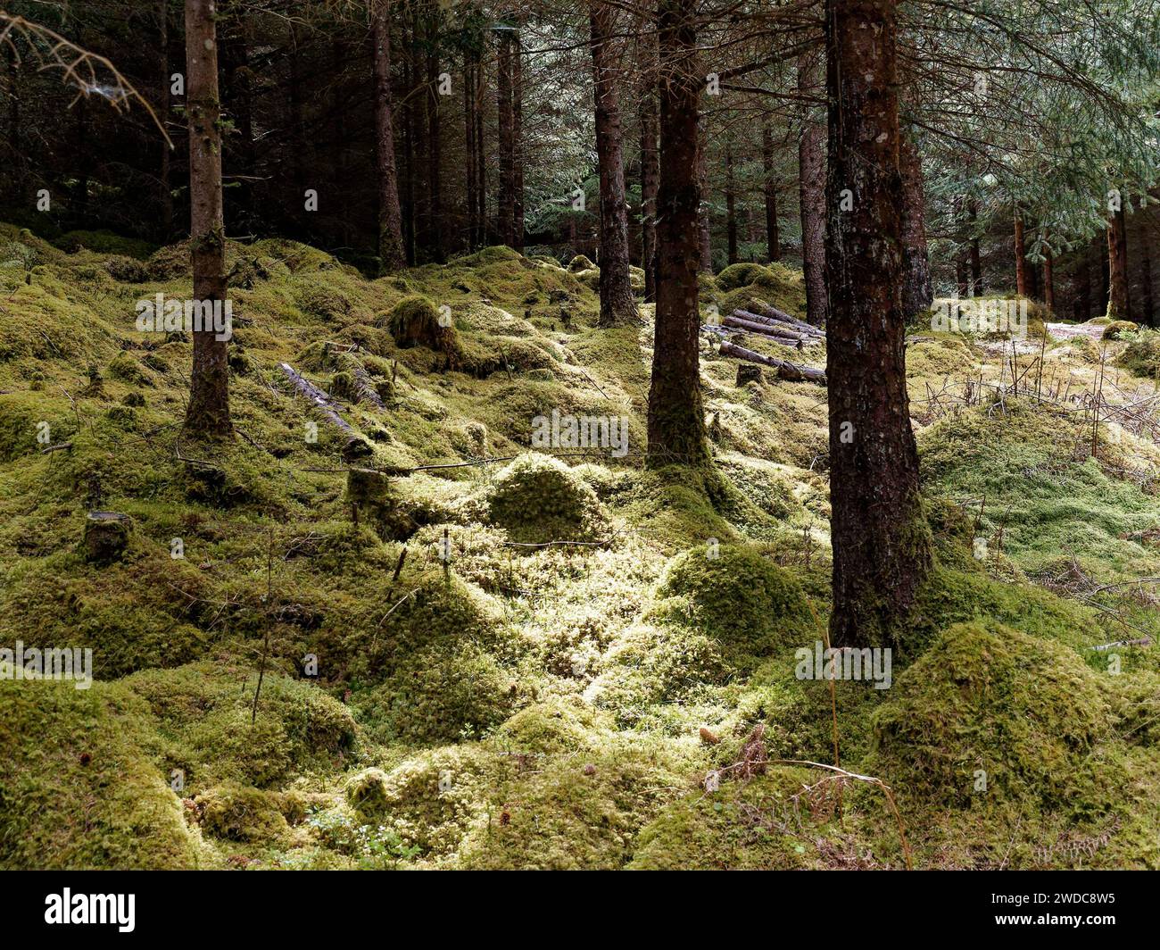 A tranquil forest with light-flooded moss and tall trees, forest. Loch ...