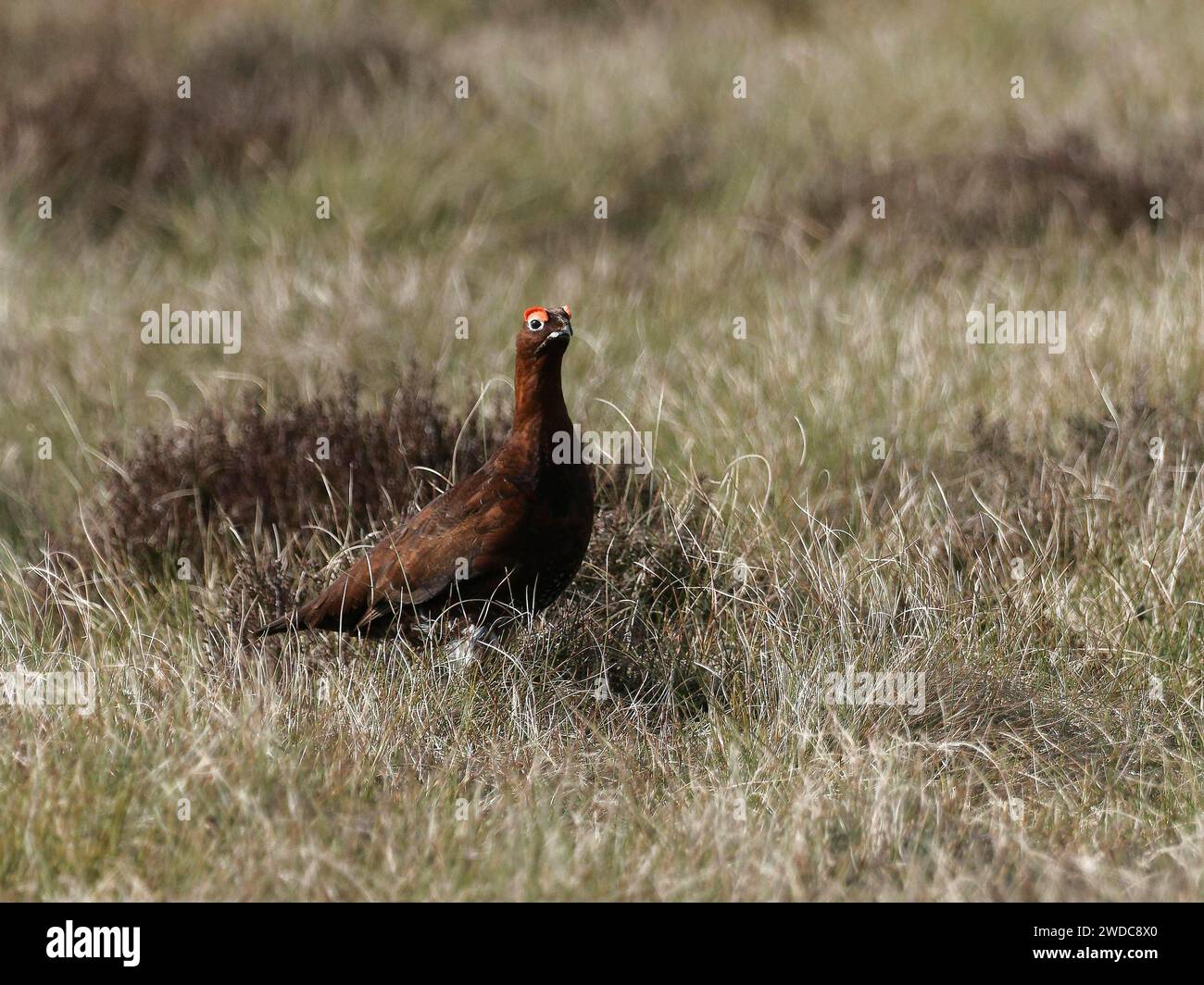 A brown bird with striking red eyes sits in the middle of a meadow ...