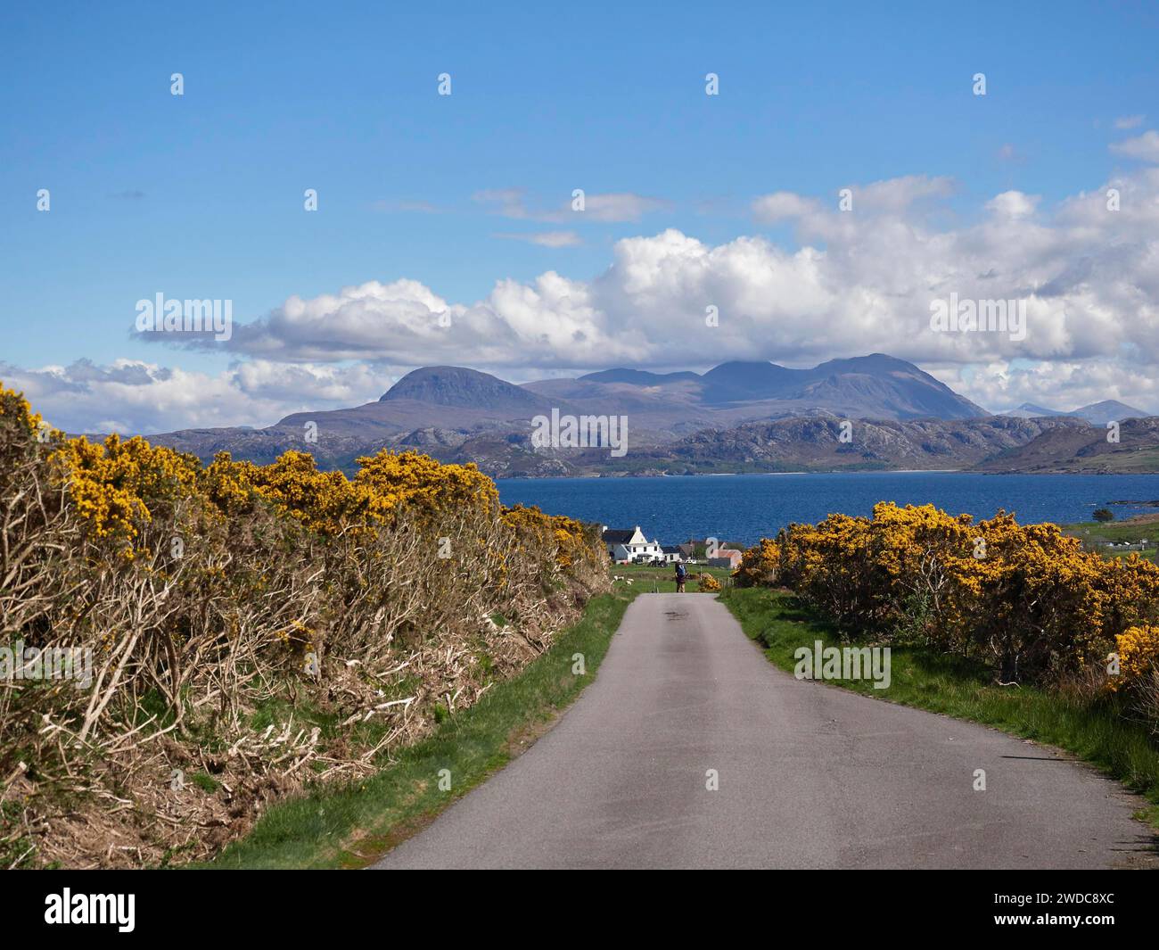 A quiet country lane surrounded by gorse with mountain views on a sunny ...