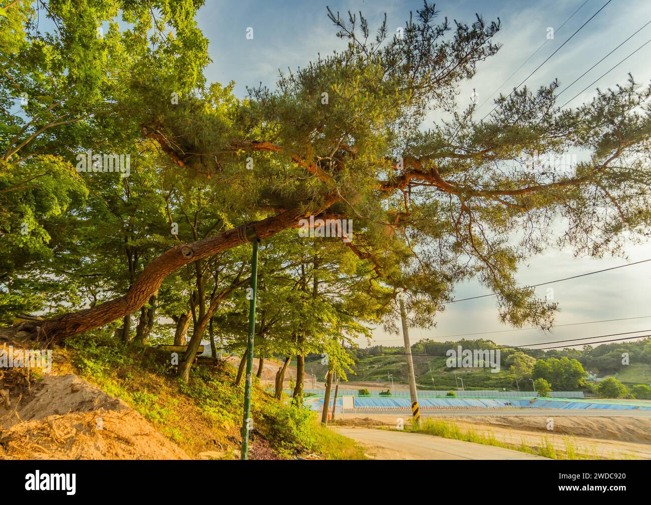 Large evergreen tree growing from the side of a hill being supported by ...