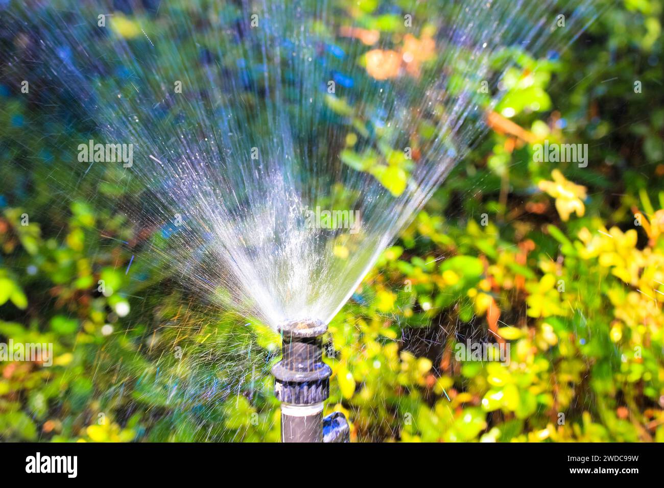 Automatic lawn watering system in a garden. Splashes, drops from strong ...