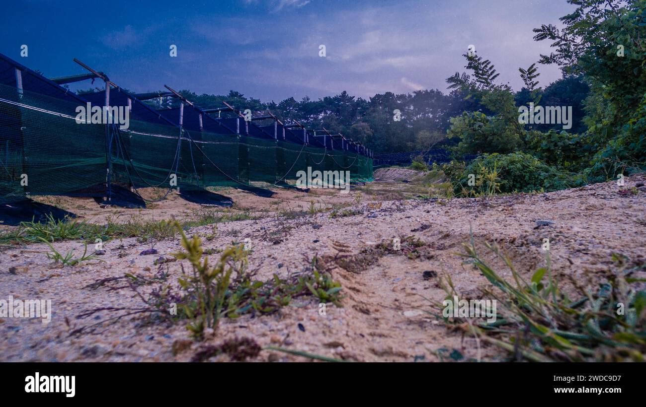 Ground level perspective of red ginseng growing under blue tents in ...