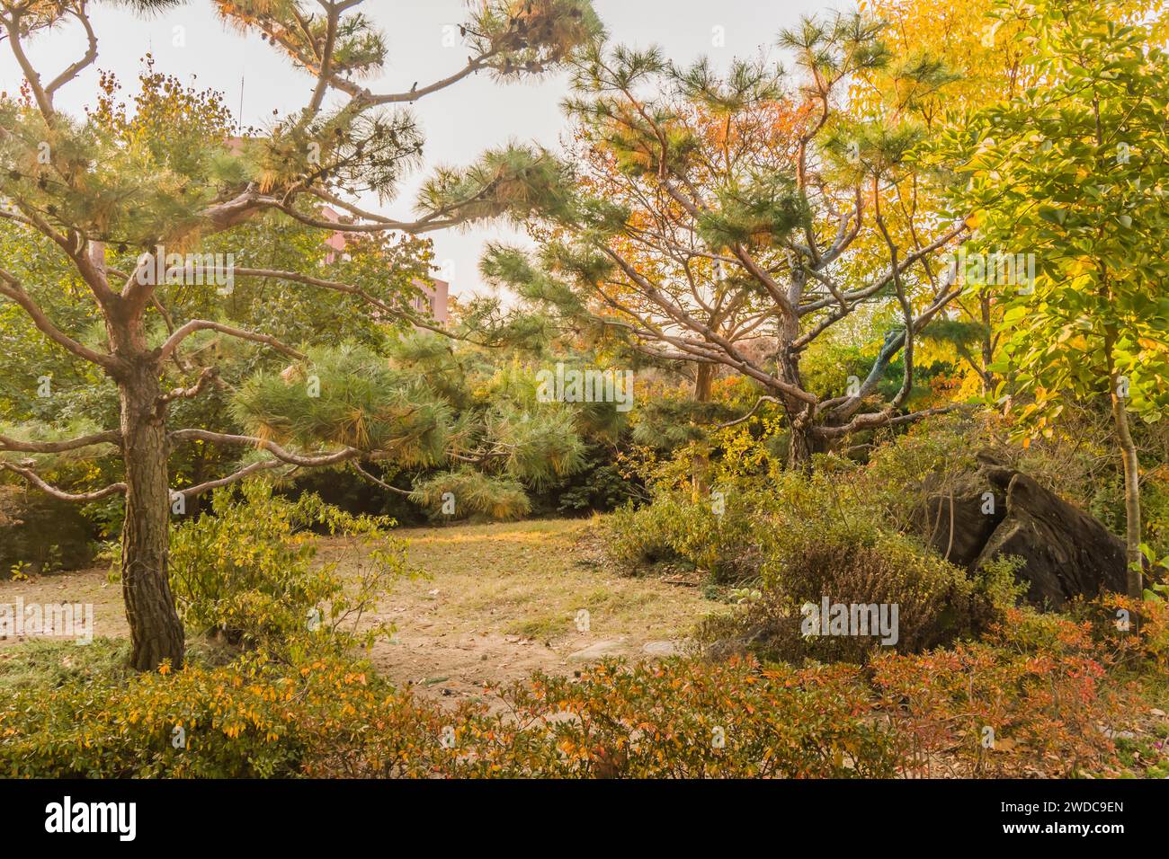 Small clearing in a park like setting surrounded by deciduous ...