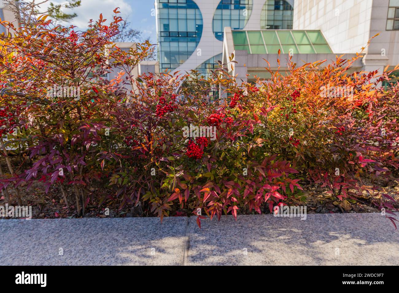 Bushes of red berries in fall colors with modern building in background ...