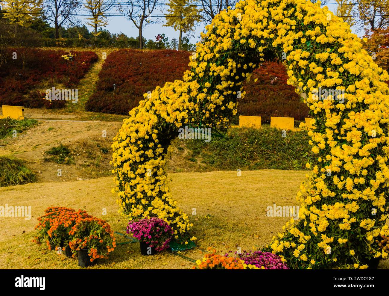Heart shaped bush covered with yellow daisies at a public park near ...