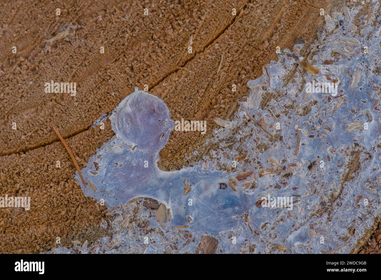Extreme closeup of edge of tree trunk covered with layer of white resin ...