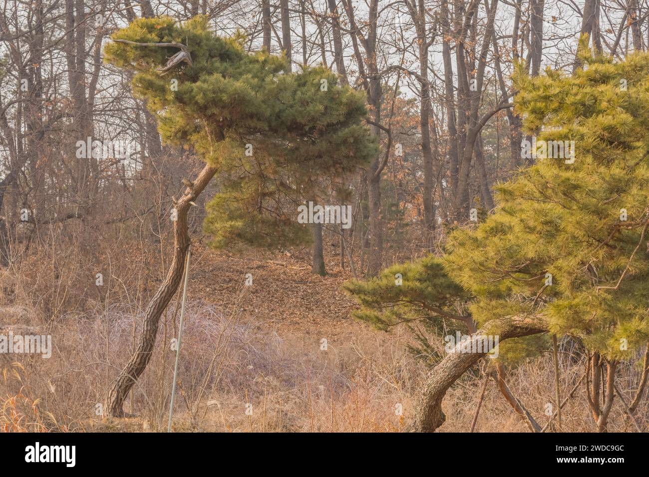 Deciduous and evergreen trees hi-res stock photography and images - Alamy