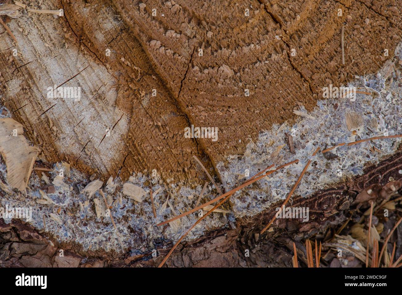 Extreme closeup of edge of tree trunk covered with layer of white resin ...