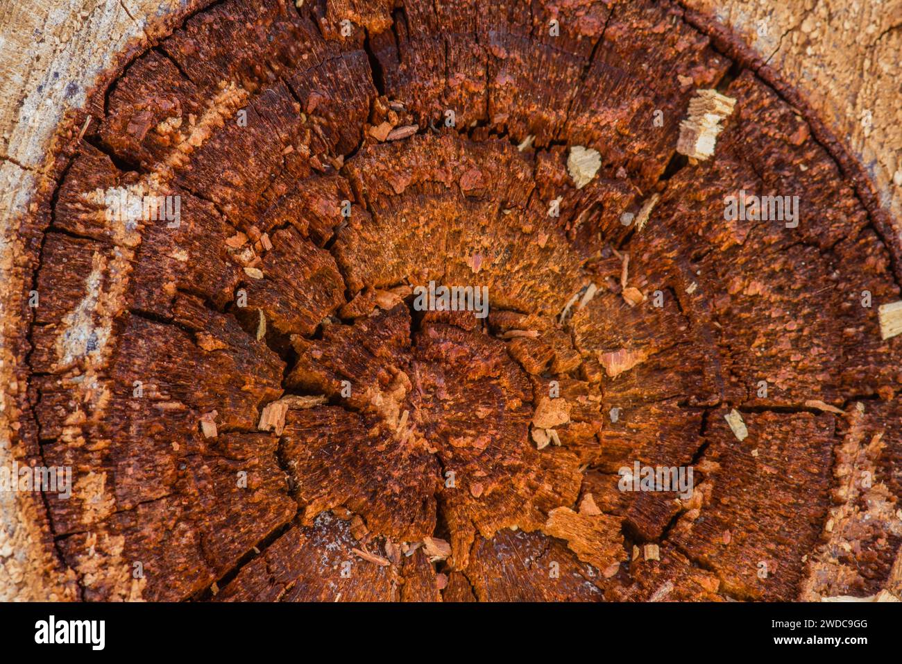 Macro of the darker rings of a tree stump displaying signs of extreme ...