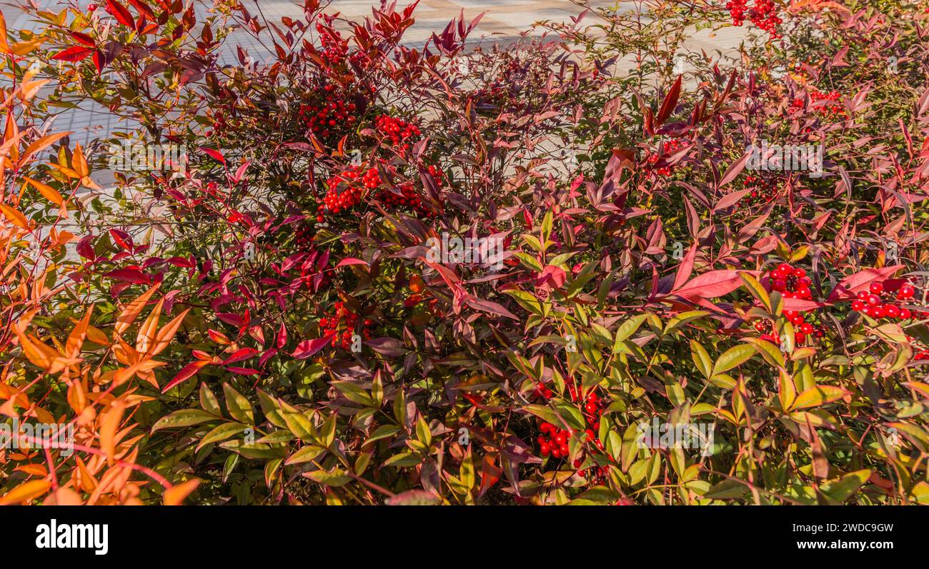 Bushes of red berries in fall colors with concrete walkway in ...
