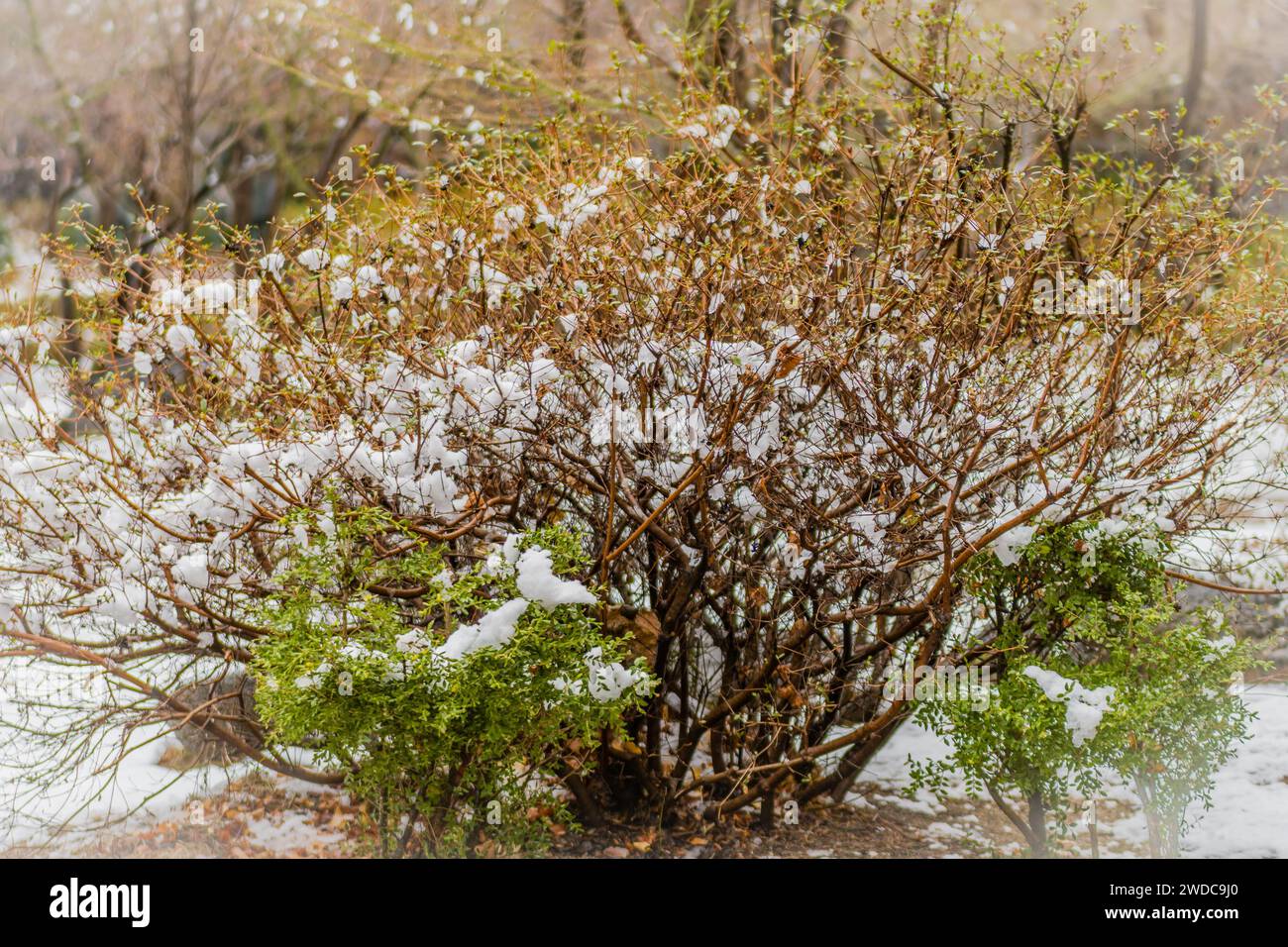 Winter scene of bush with spares green leaves with snow on the branches ...