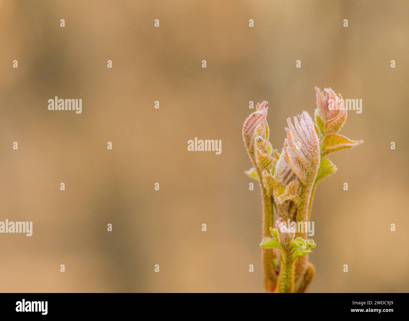 Closeup of beautiful young plant budding into life in early spring with ...