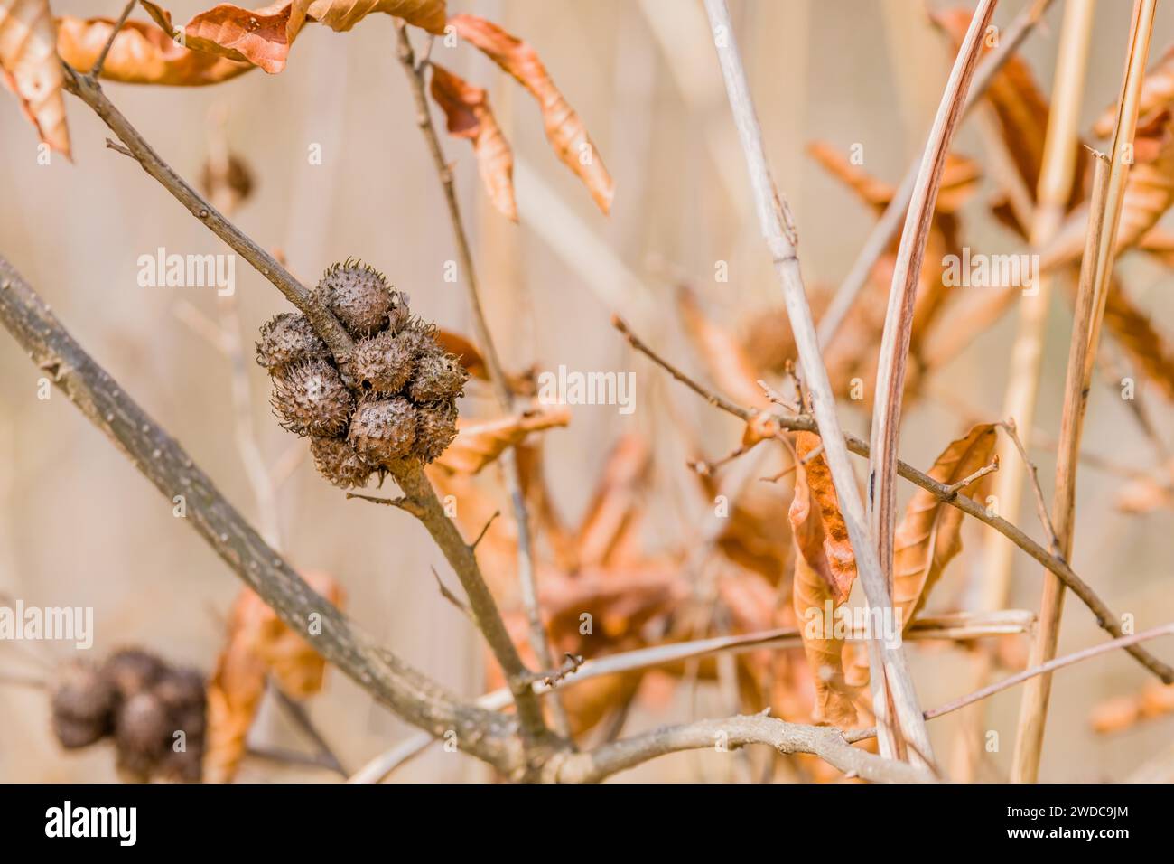 Closeup of stem of ripe xanthium or common cocklebur fruit with soft ...