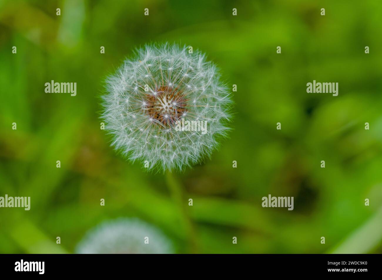 Closeup of beautiful dandelion seed head with seeds attached to white ...