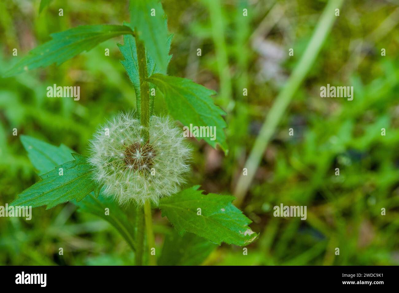 Closeup of beautiful dandelion seed head with seeds attached to white ...