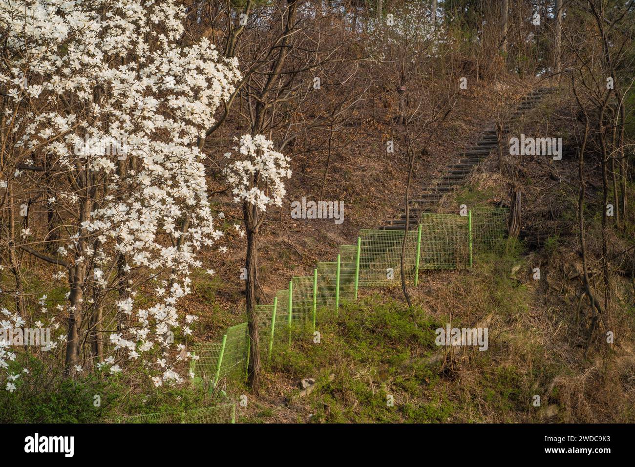 Beautiful dogwood flowers at foot of wooden stairs at edge of woodland ...