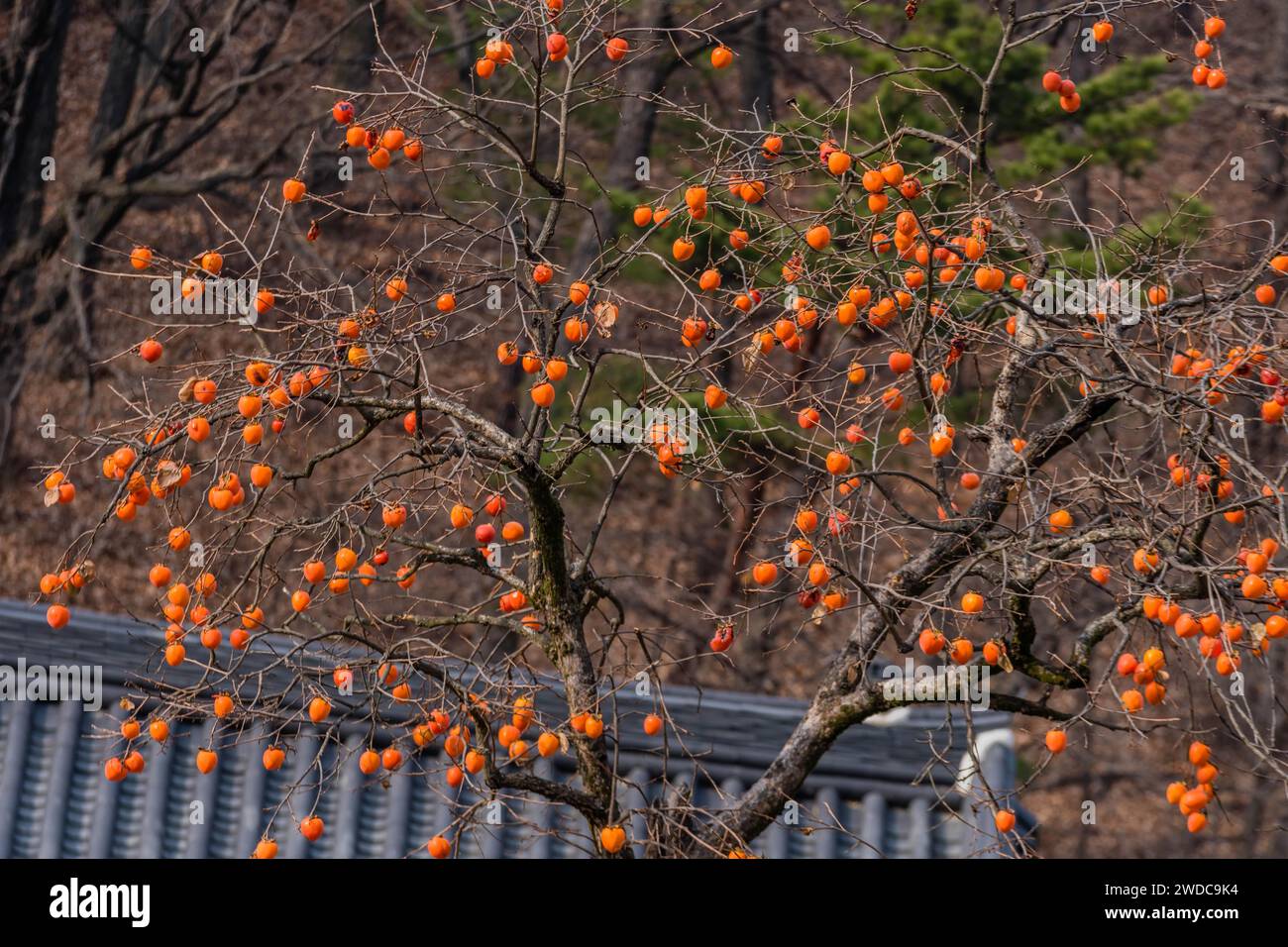 Ripe persimmons hanging on leafless persimmon tree with roof of Buddhist temple building visible ...
