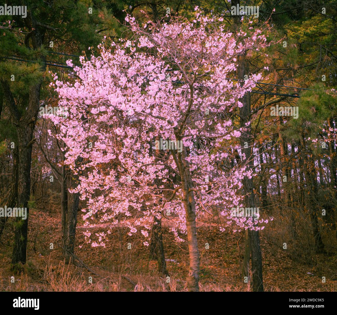 Beautiful dogwood tree with pink flowers at edge of woodland park in ...