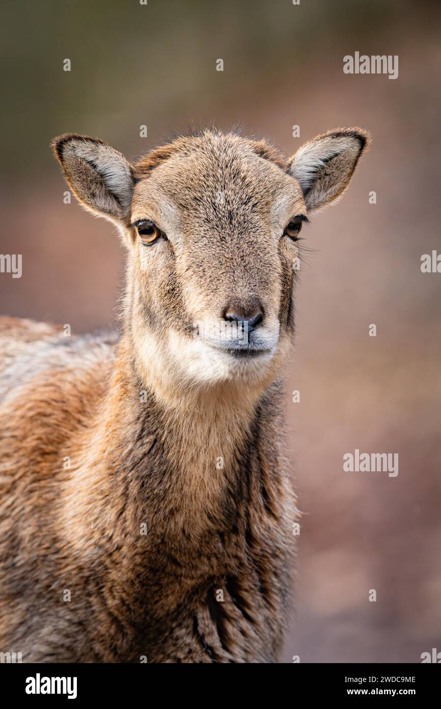 Portrait of a young deer with warm colours and a gentle gaze, Germany ...