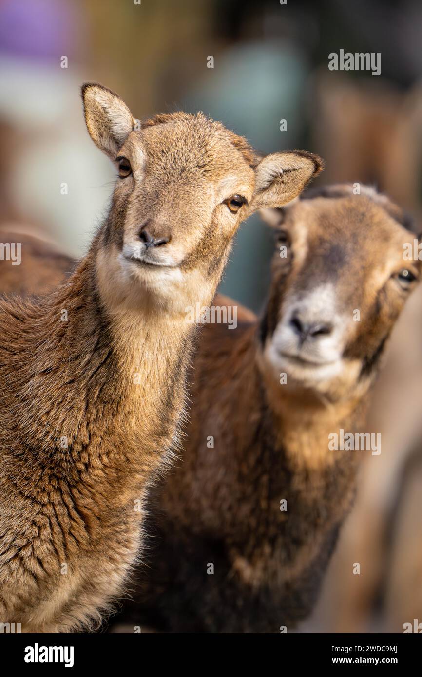 Stand two goats hi-res stock photography and images - Alamy