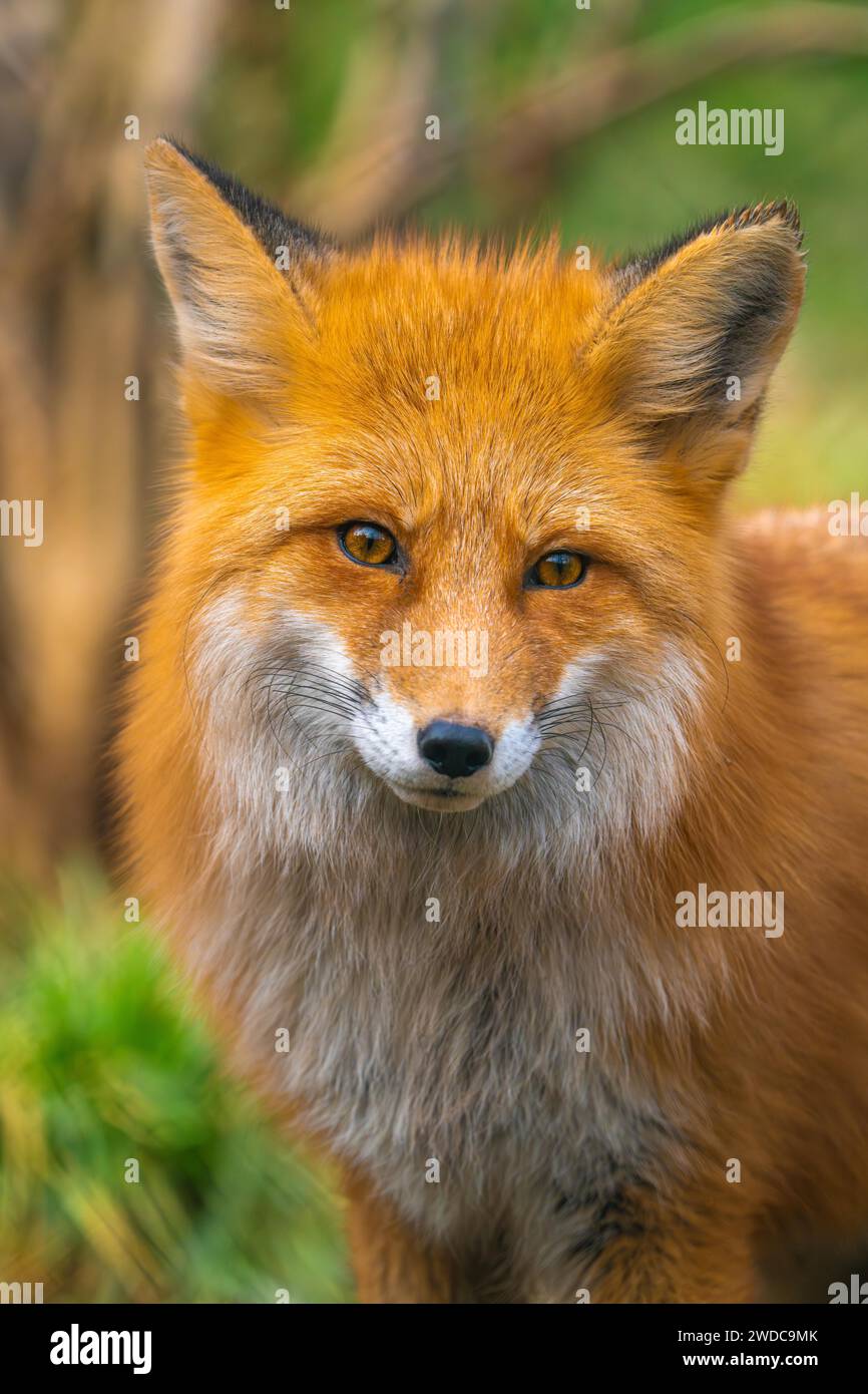 Close-up of a red fox face with curious expression and green background ...