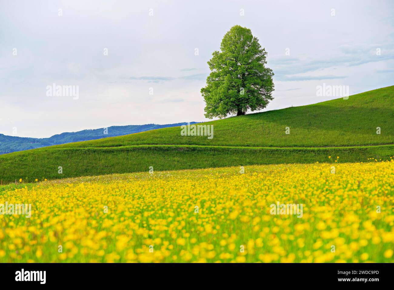 Solitary tree, linden tree (Tilia), on a hill, in front of it a ...