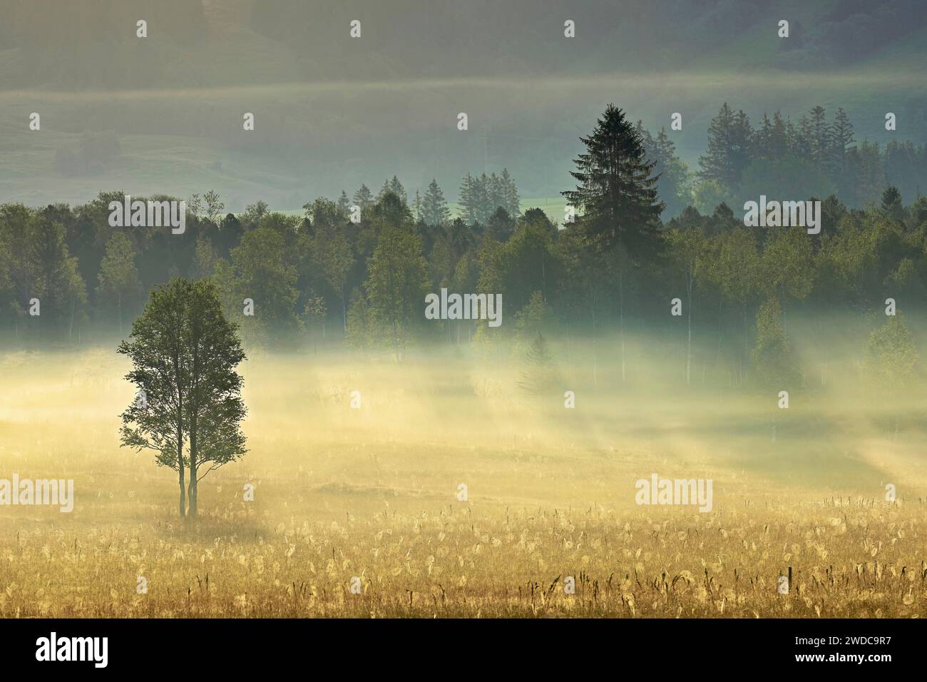 Tree in the early morning mist, high moor of Rothenthurm, Canton Schwyz ...