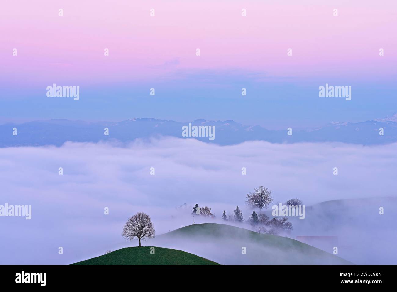 Trees in drumlin landscape shrouded in fog, in the light of the blue ...