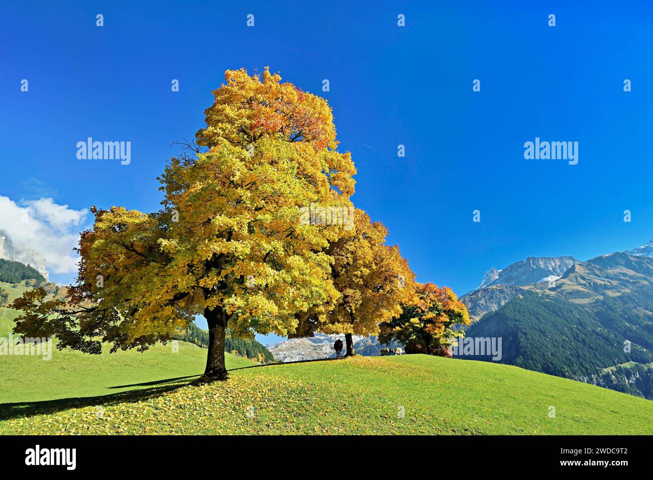 Sycamore maples hi-res stock photography and images - Alamy