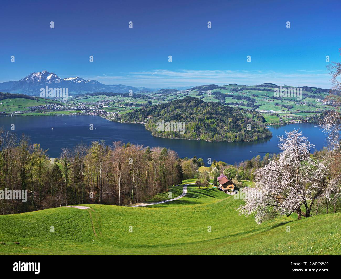 View of Lake Zug and Mount Pilatus, cherry tree in bloom in front ...