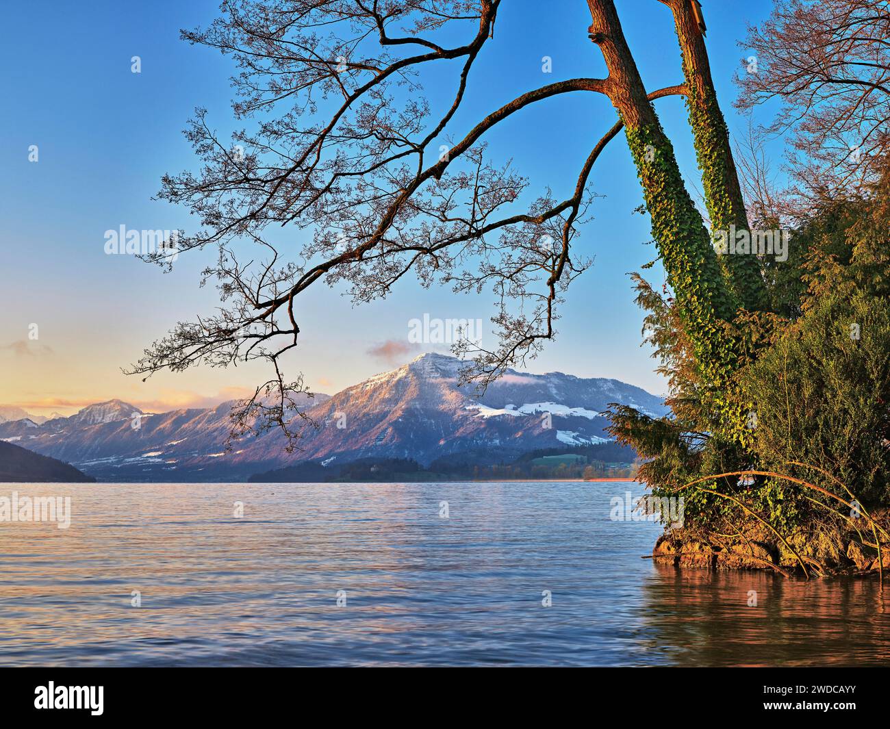 Morning atmosphere at Lake Zug with a tree with ivy in the foreground ...