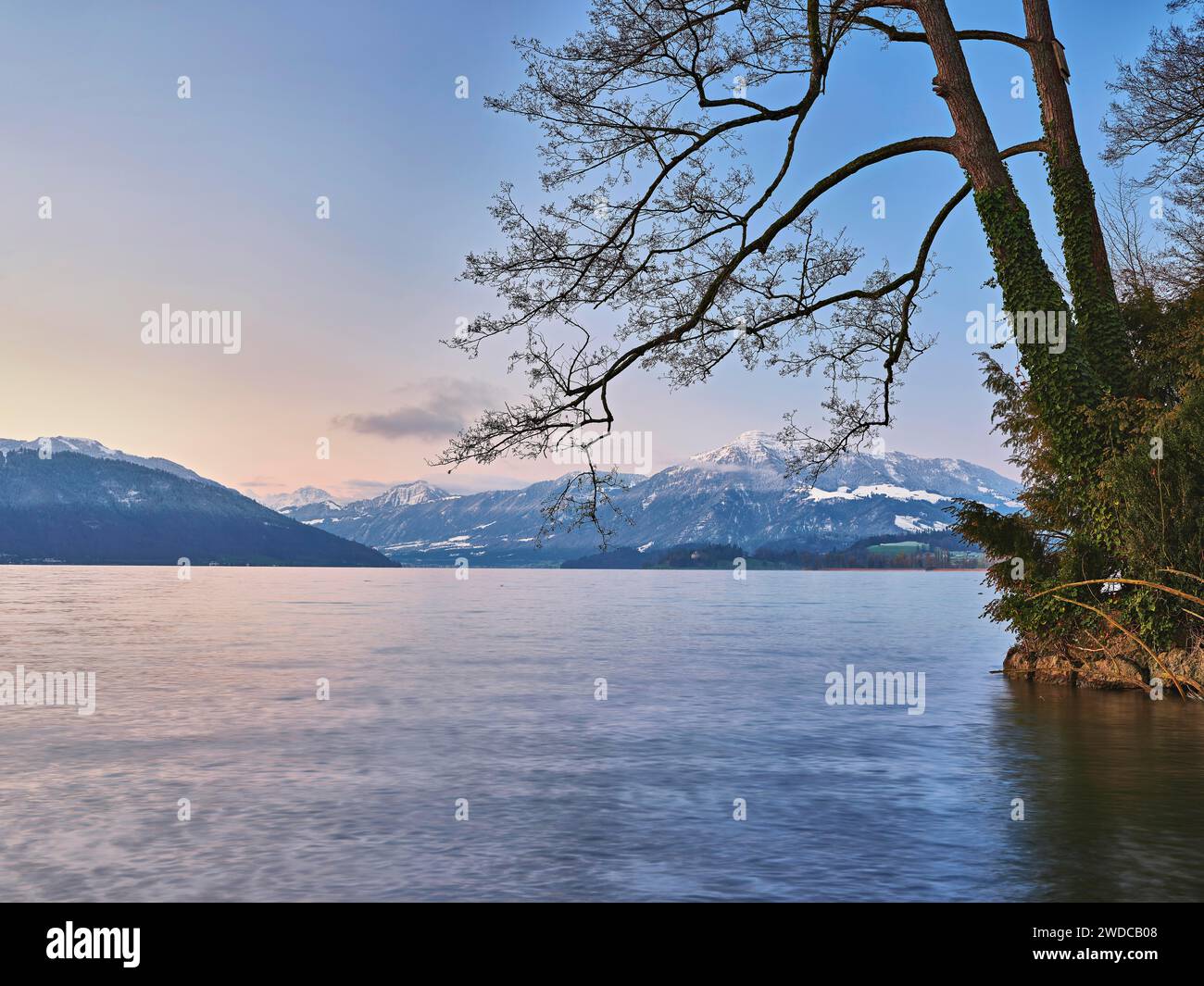 Morning atmosphere at Lake Zug with a tree with ivy in the foreground ...