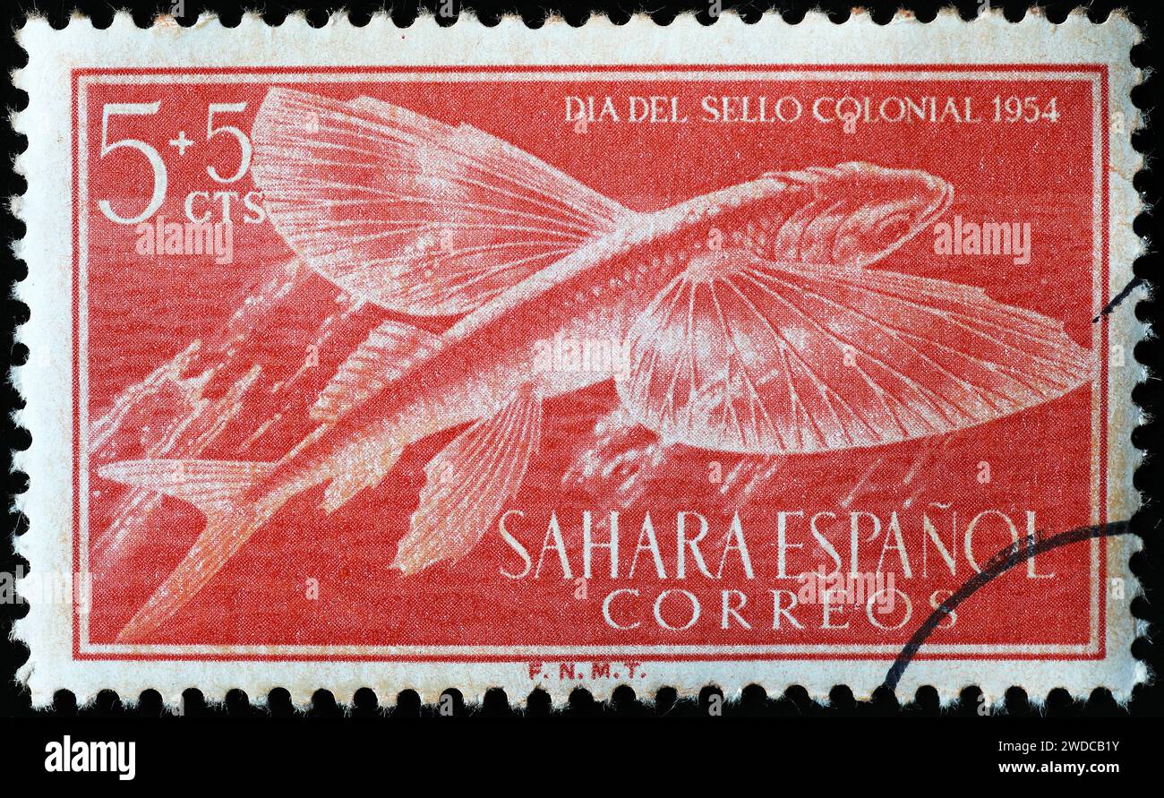 Flying fish on vintage stamp from spanish Sahara Stock Photo - Alamy