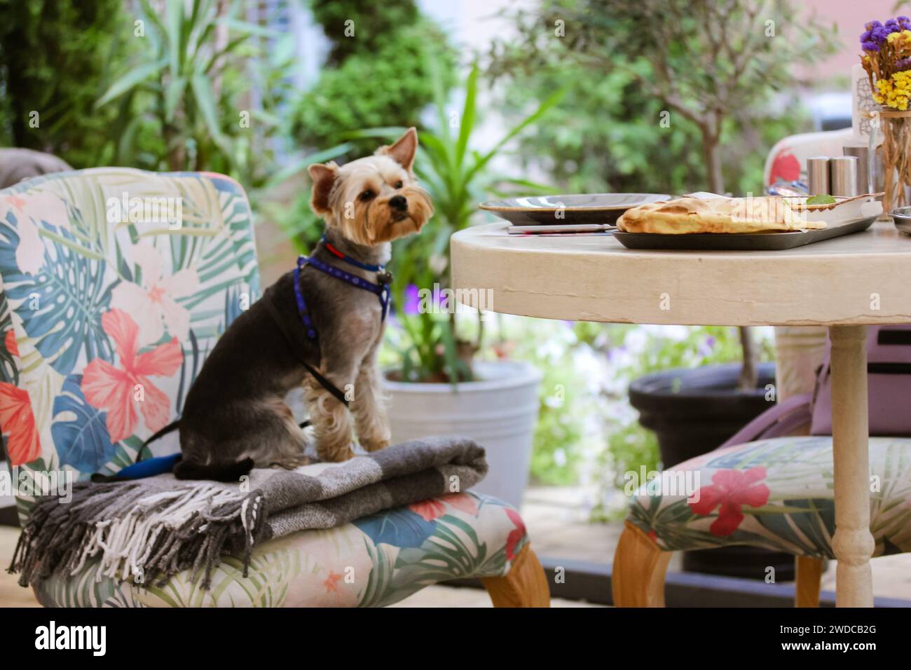 A funny cute little Yorkshire Terrier dog sits on a chair at round ...