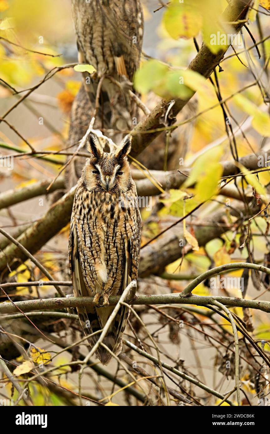 Long-eared owl (Asio otus), well camouflaged sitting in bushes, captive ...