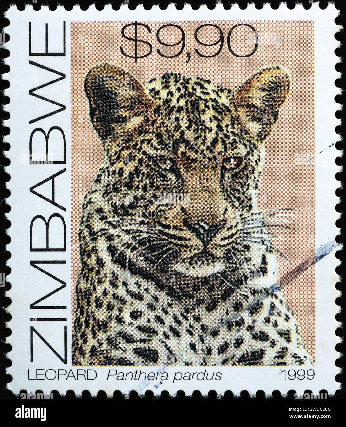 Mighty leopard on postage stamp from Zimbabwe Stock Photo - Alamy